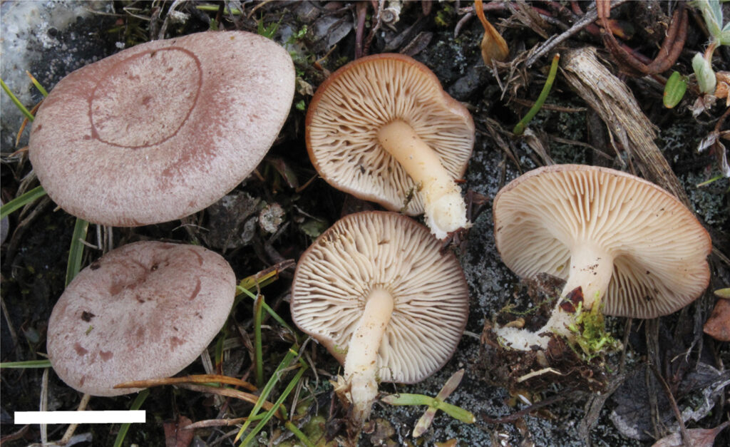 Coconut Scented Milkcap (Lactarius Glyciosmus) - North Sutherland ...