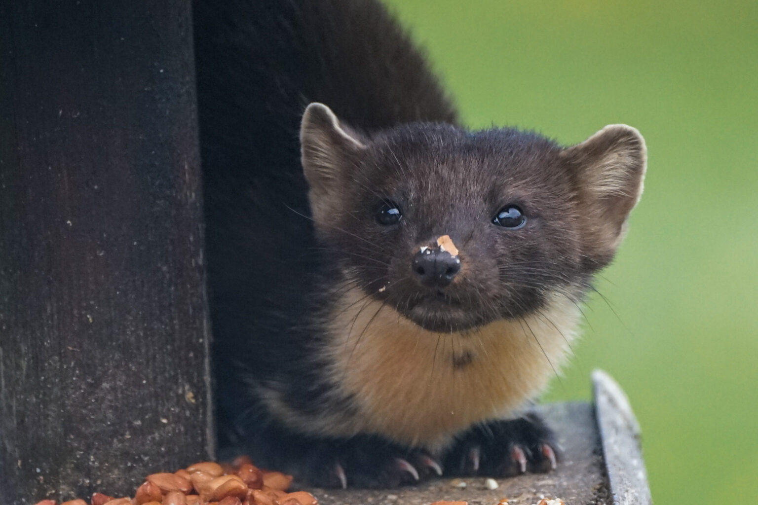 Pine Marten (Martes martes) - North Sutherland Wildlife Group