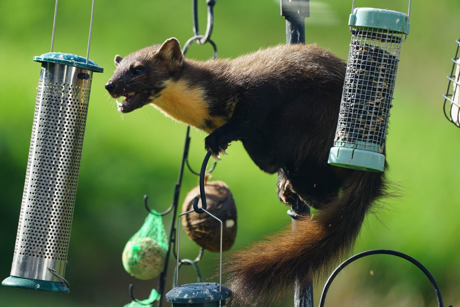 Pine Marten (Martes martes) - North Sutherland Wildlife Group