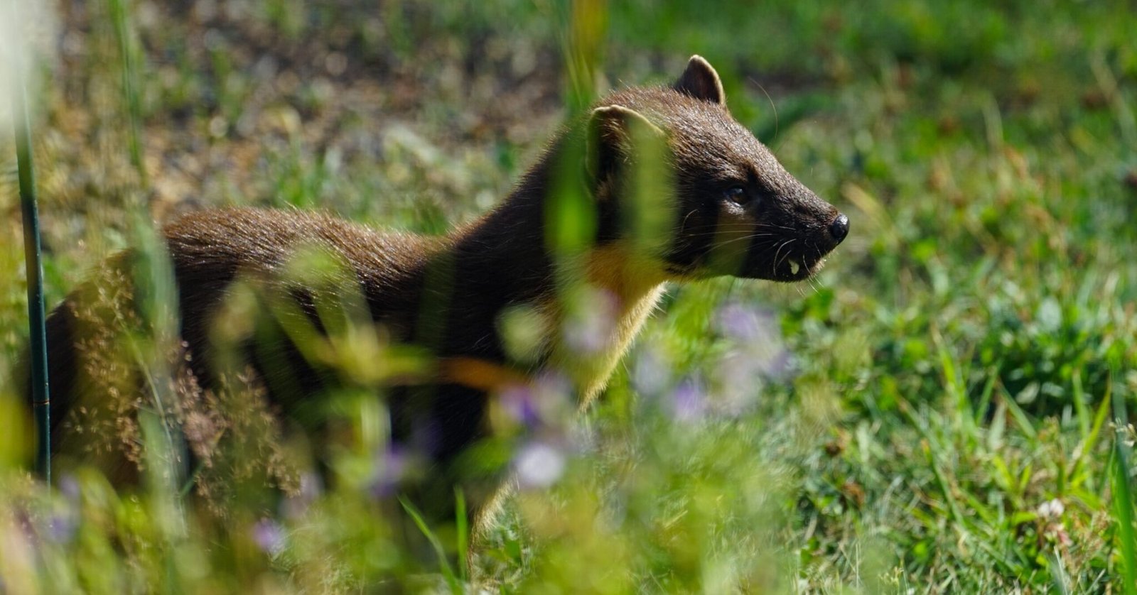 Pine Marten (Martes martes) - North Sutherland Wildlife Group