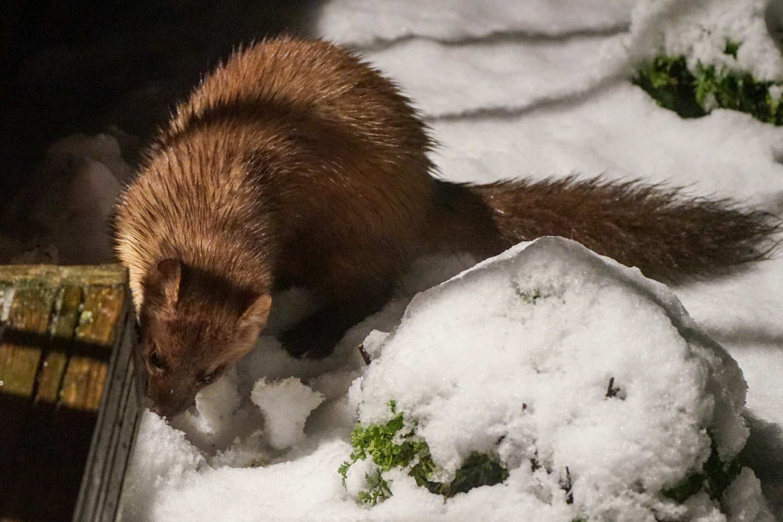 Pine Marten (Martes martes) - North Sutherland Wildlife Group