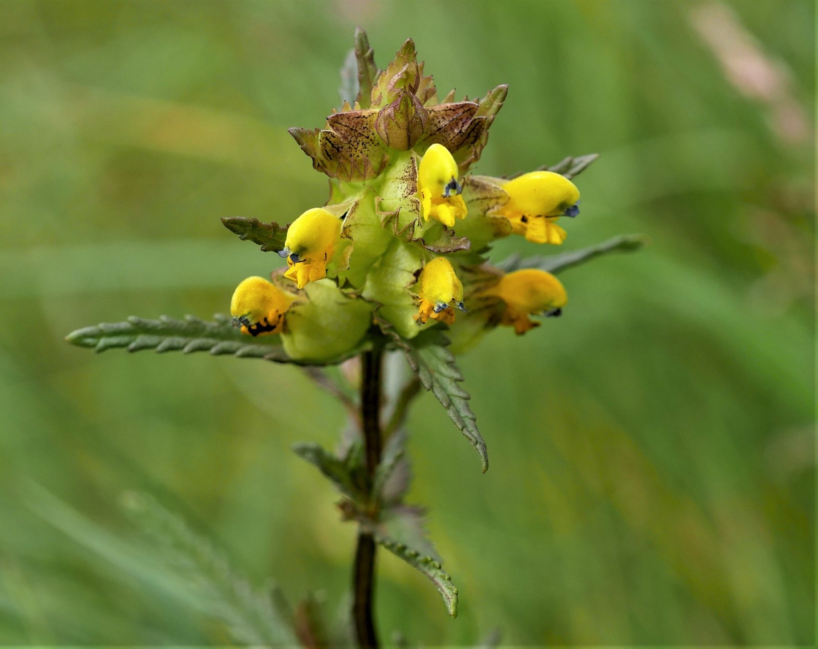 A Wildflower Wander - North Sutherland Wildlife Group