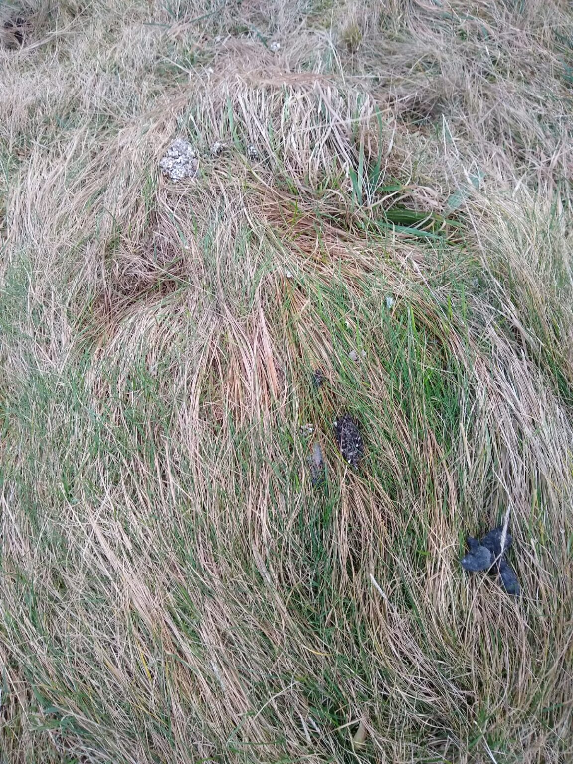 Otter signs and tracks - North Sutherland Wildlife Group