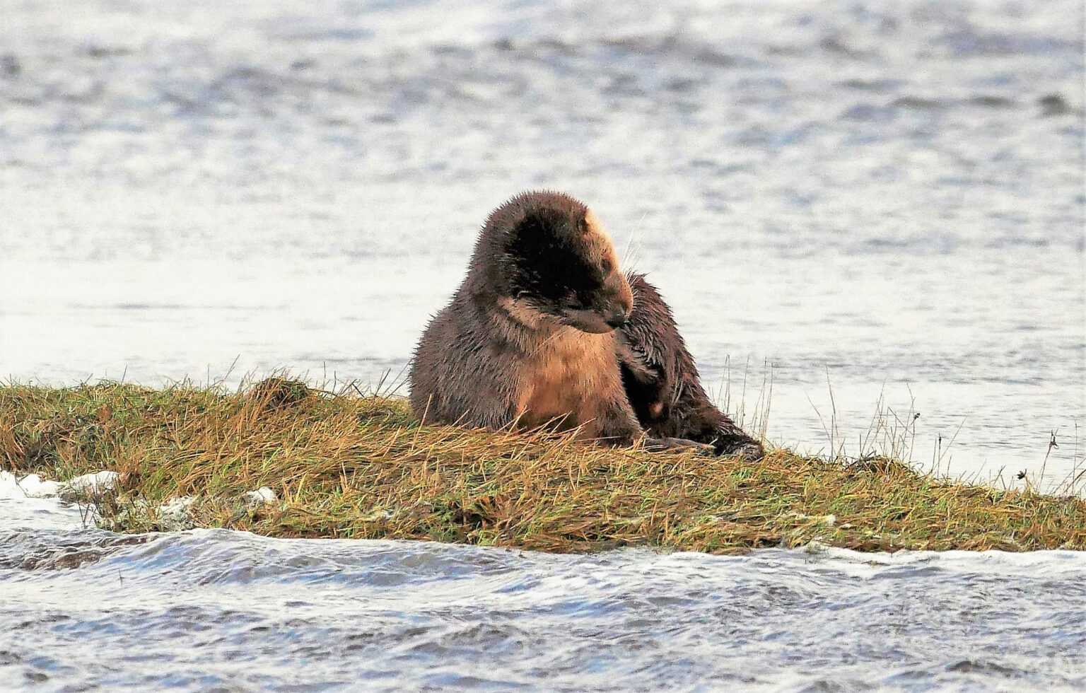 Otter signs and tracks - North Sutherland Wildlife Group