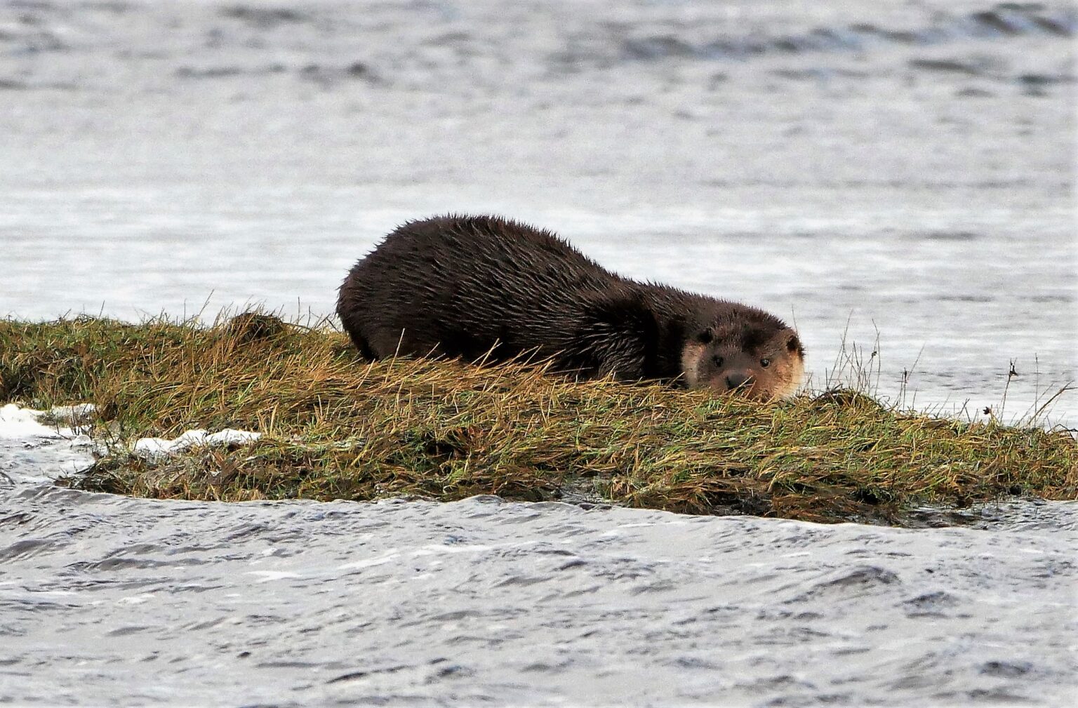 Otter signs and tracks - North Sutherland Wildlife Group