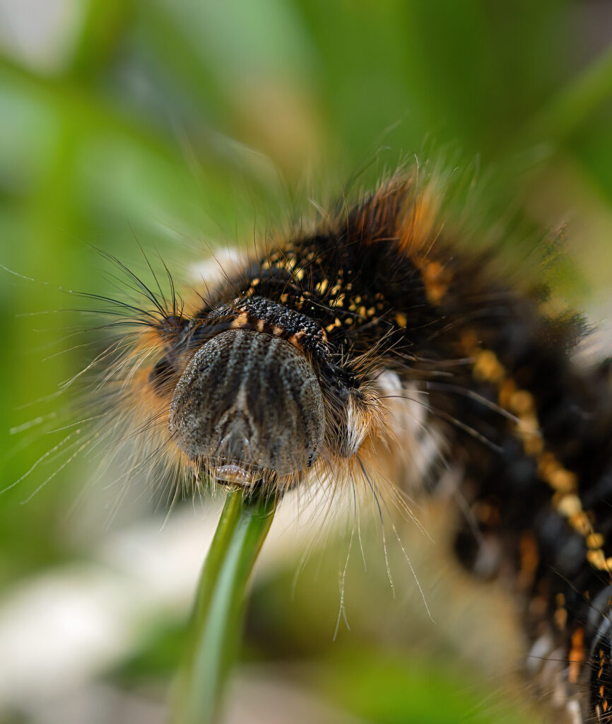 The Drinker (Euthrix potatoria) - North Sutherland Wildlife Group