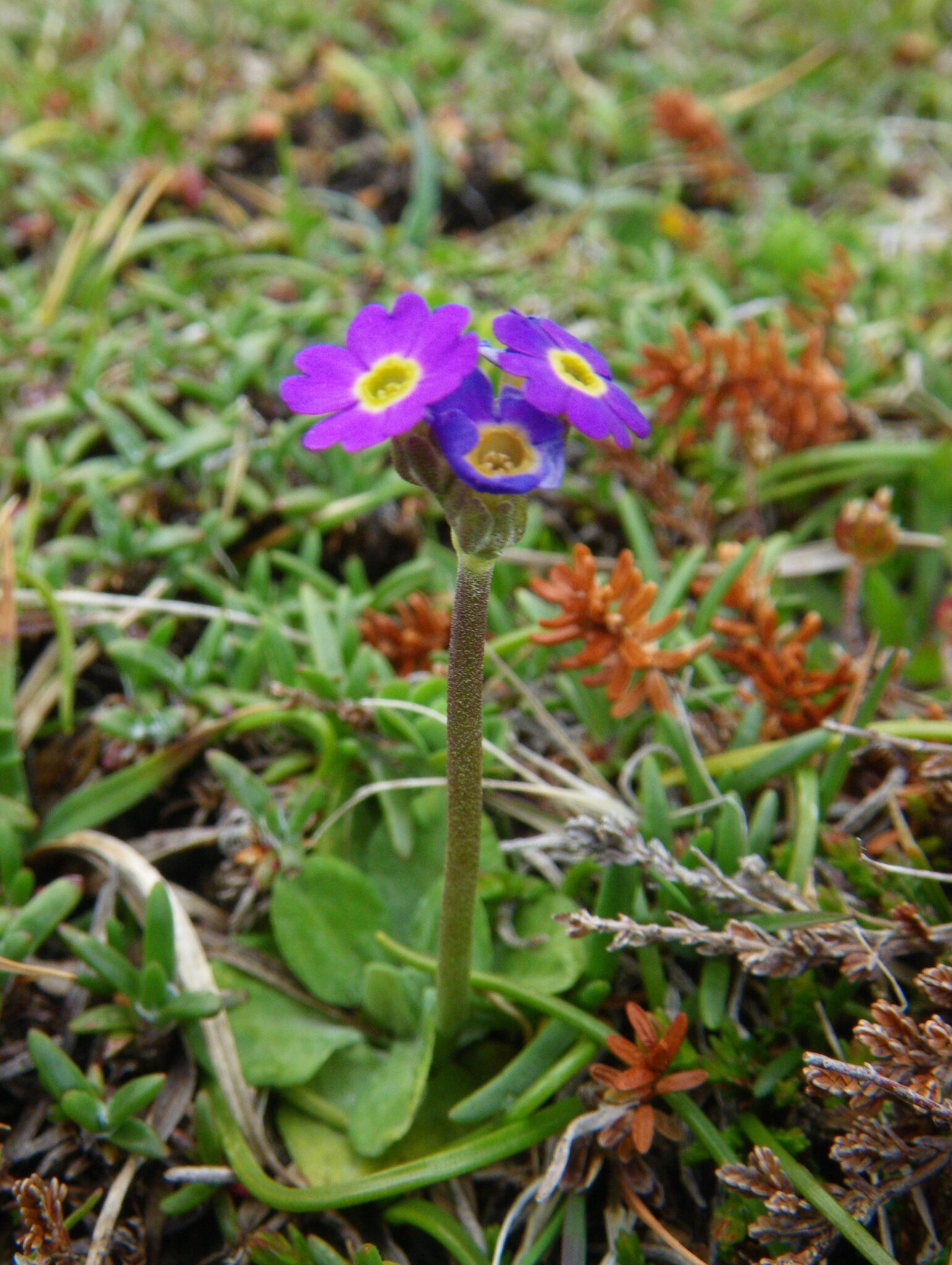 Scottish Primrose - North Sutherland Wildlife Group