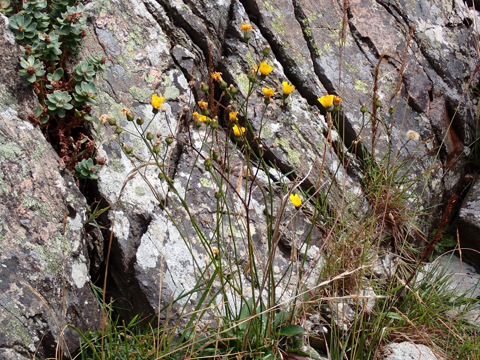 Photographing Slugs for Identification - North Sutherland Wildlife Group