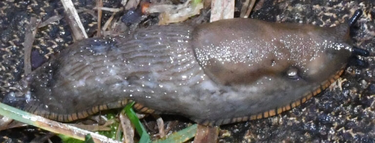 Photographing Slugs for Identification - North Sutherland Wildlife Group