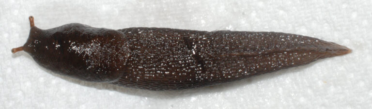 Photographing Slugs for Identification - North Sutherland Wildlife Group