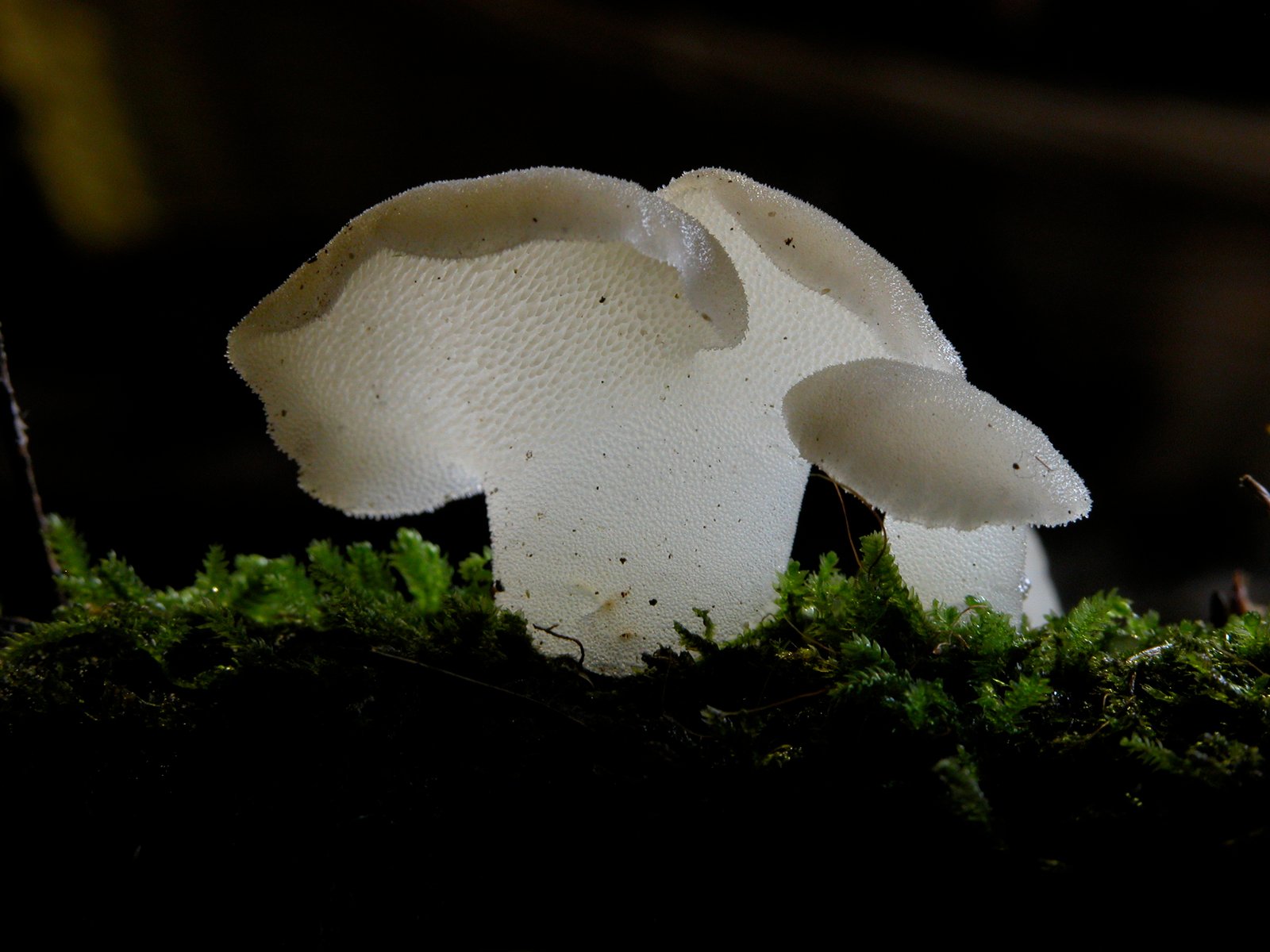 Pseudohydnum gelatinosum - Toothed Jelly Fungus - North Sutherland ...