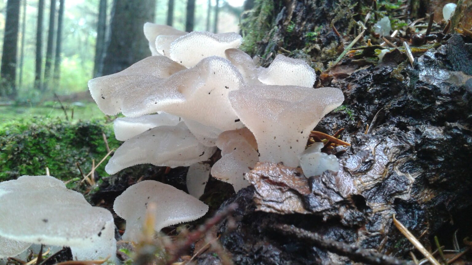 Pseudohydnum gelatinosum - Toothed Jelly Fungus - North Sutherland ...