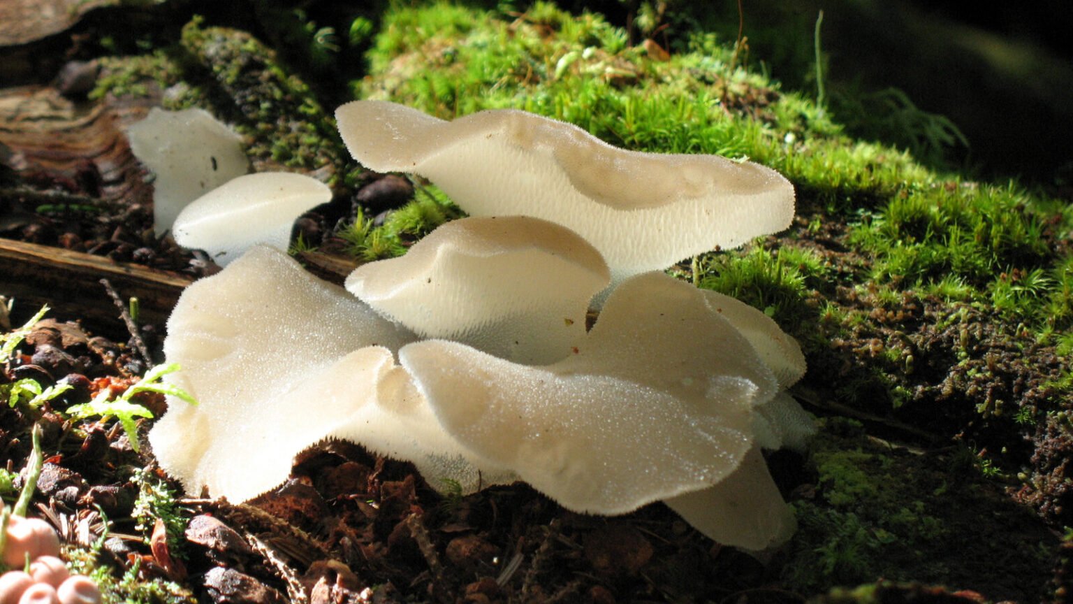 Pseudohydnum gelatinosum - Toothed Jelly Fungus - North Sutherland ...