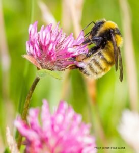 Great Yellow Bumblebee - North Sutherland Wildlife Group