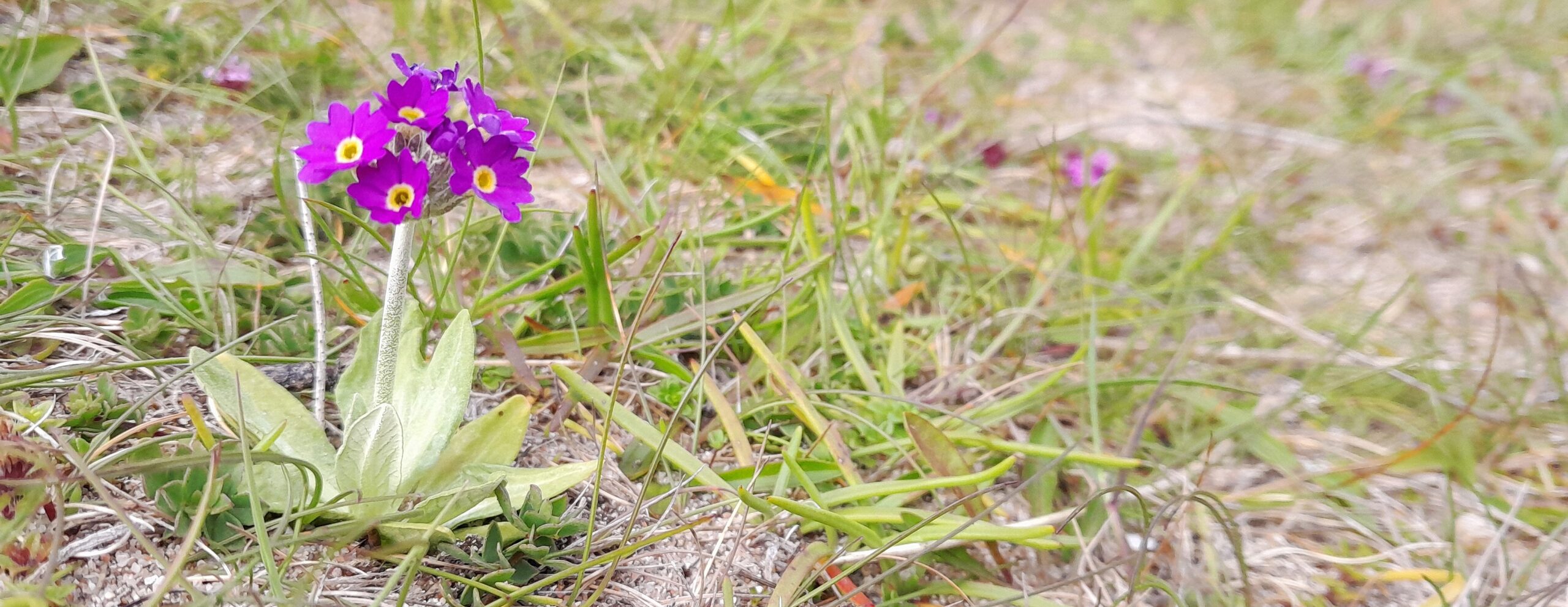 Scottish Primrose - North Sutherland Wildlife Group