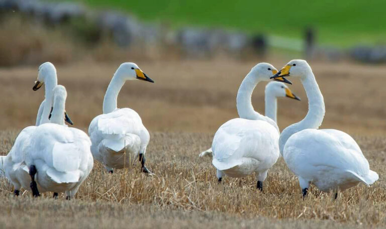Whooper Swan - North Sutherland Wildlife Group